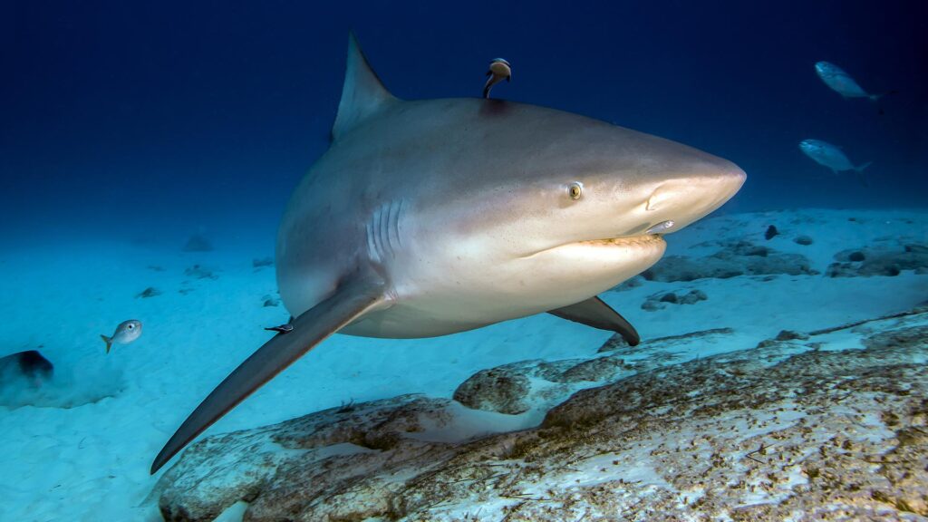 PADI AWARE Shark Conservation